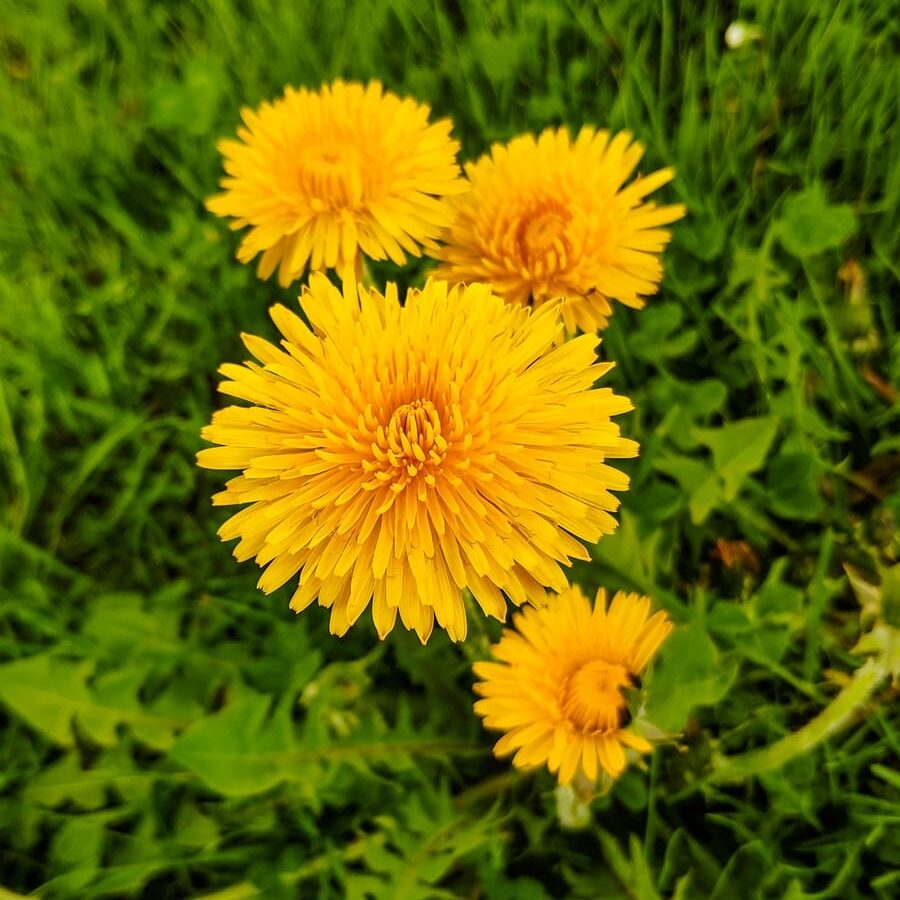 Dr. Karen Tyson – Nutritional, Herbal and Ayurvedic Consults